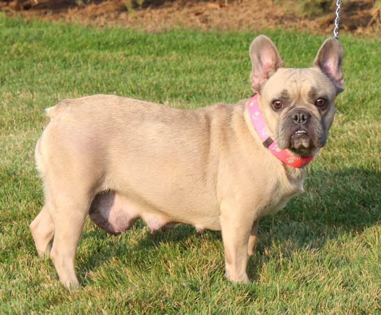 Adult English & French Bulldogs | Huskerland Bulldogs | AKC Registered